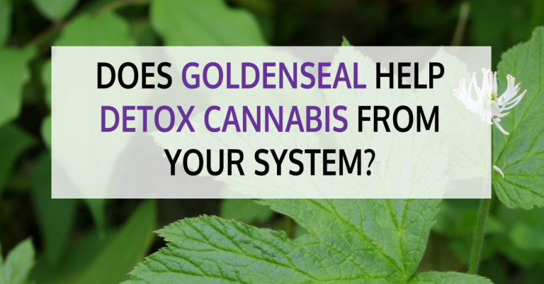 Goldenseal for THC Detox: Usage and Efficacy in Drug Tests